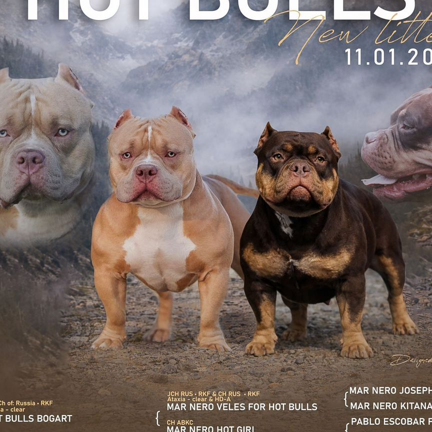 Американский булли, щенок