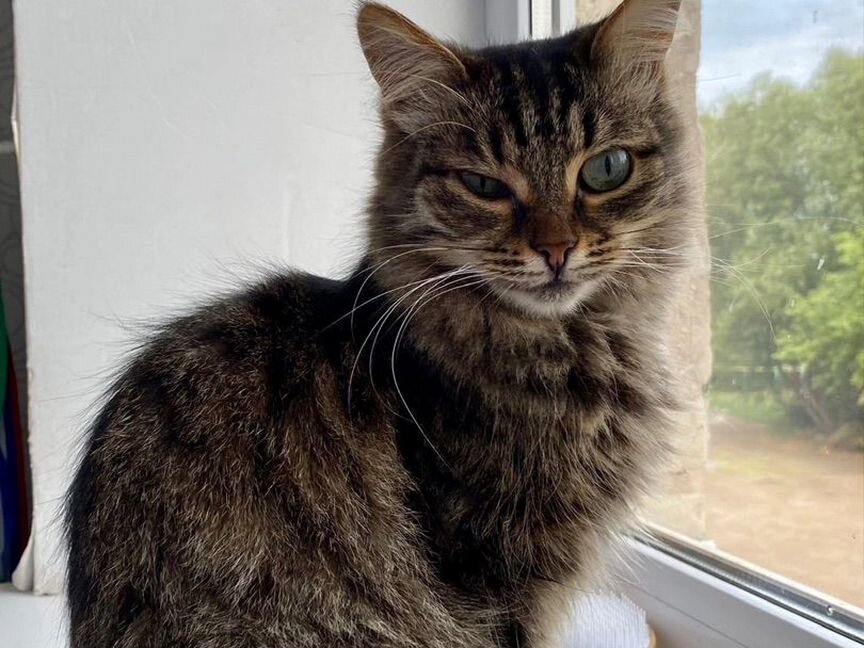 Кошка в добрые руки