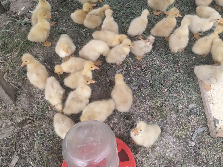 Гусята недельные