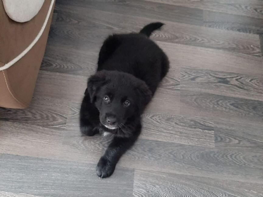 Щенок лабрадора черный
