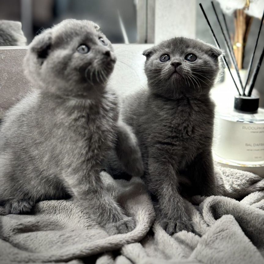 Шотландский вислоухий короткошёрстный котёнок
