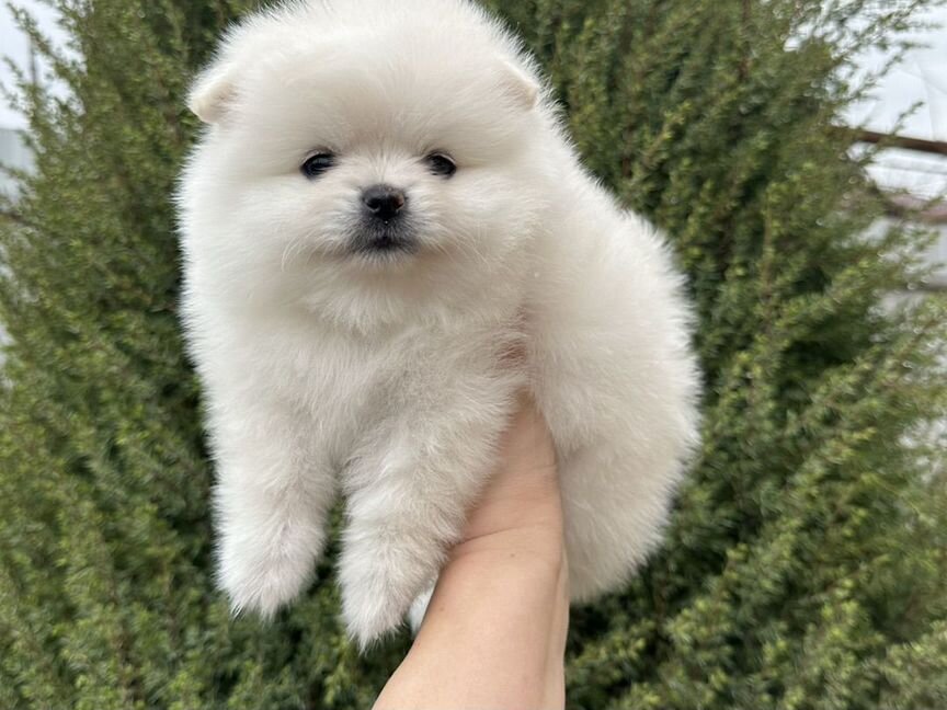 Белоснежные померанские шпицы. Девочки. Бронь