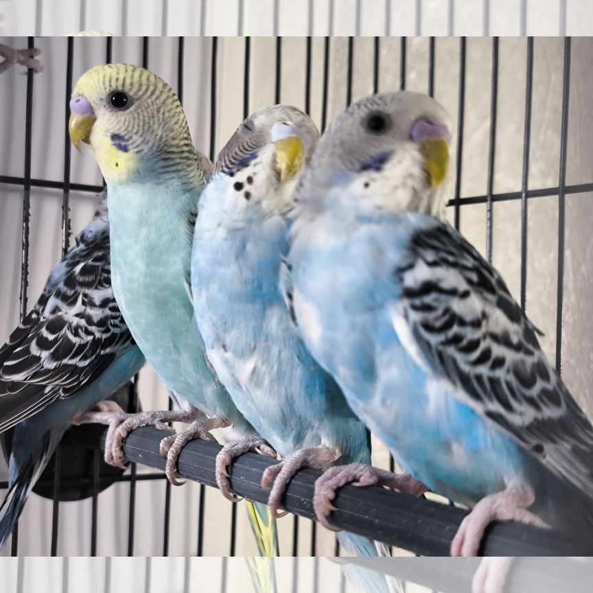 Птенцы волнистый попугай