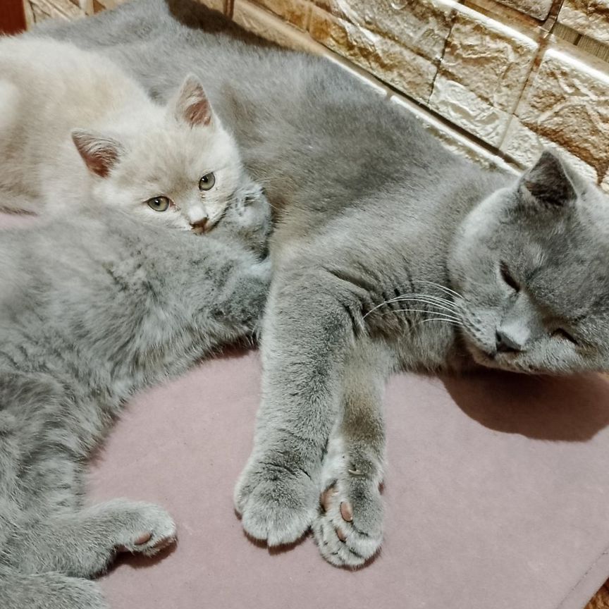 Британский короткошёрстный котёнок