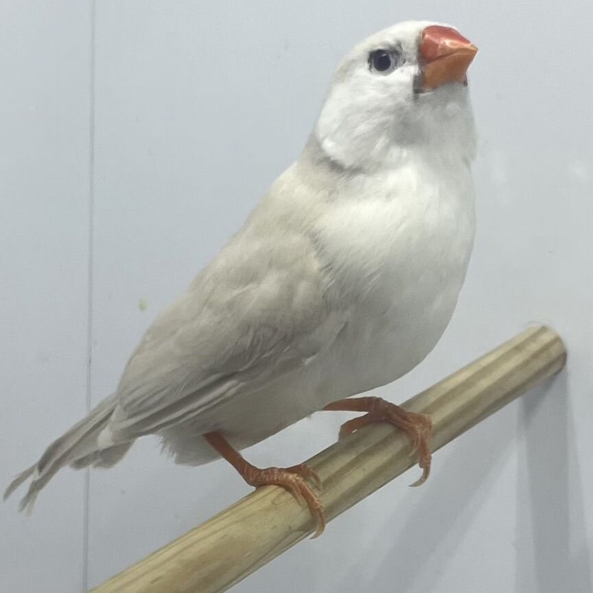 Зебровые амадины москва