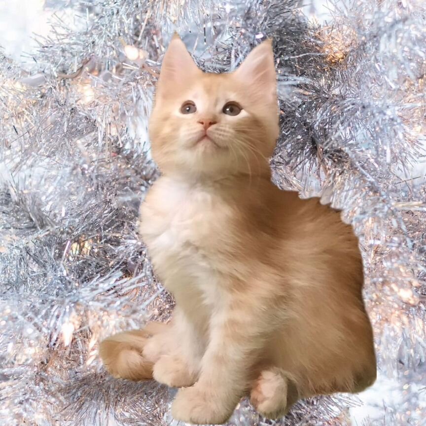 Котята мейн-кун
