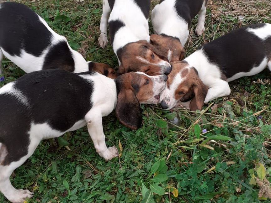 Эстонская гончая