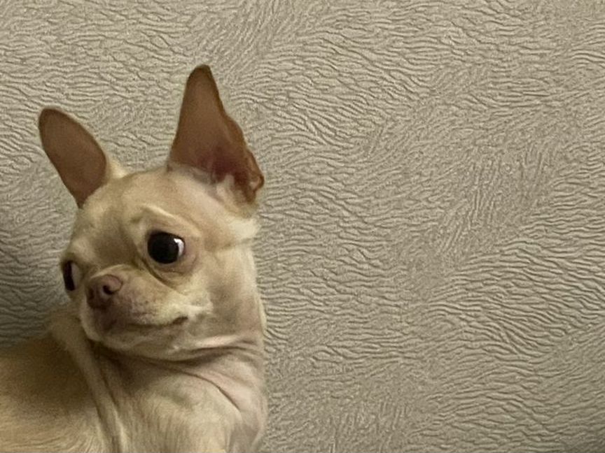 Вязка чихуахуа