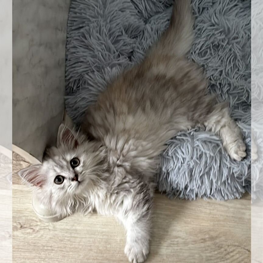 Шотландские вислоухие котята шиншилла