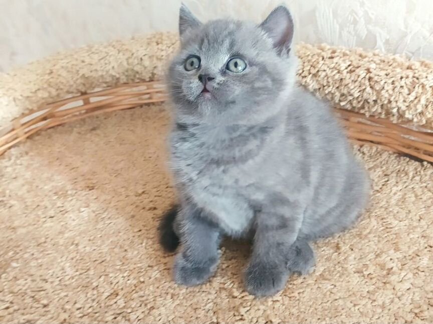 Милые котята