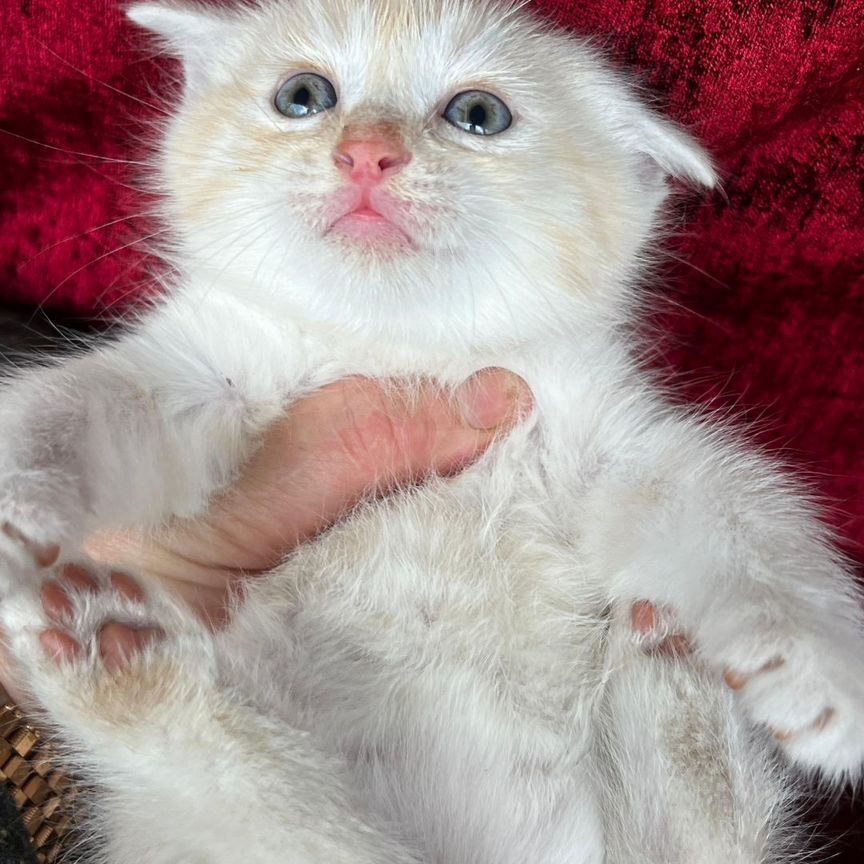 Котенок пряник около 2 мес мальчик