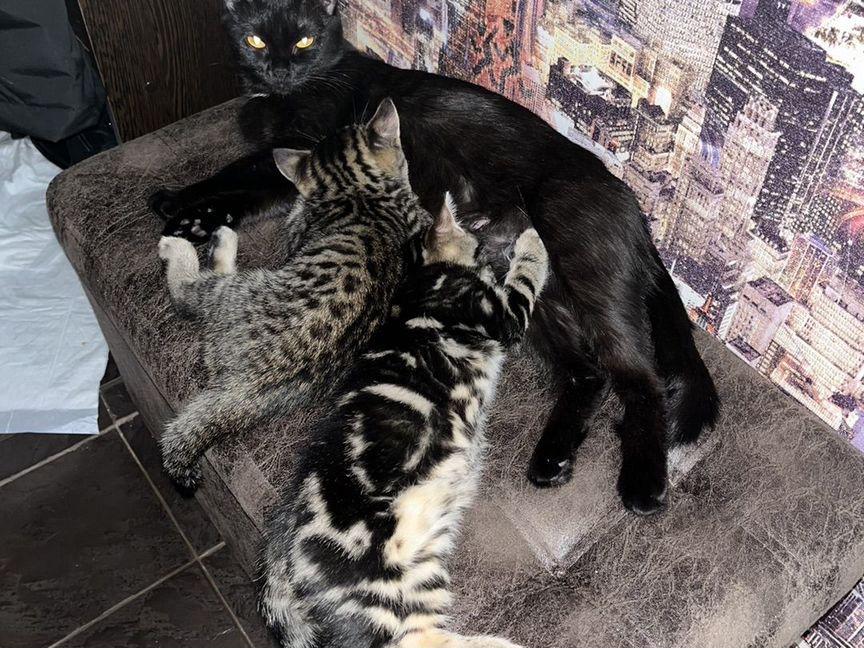 Бенгальские котята бесплатно