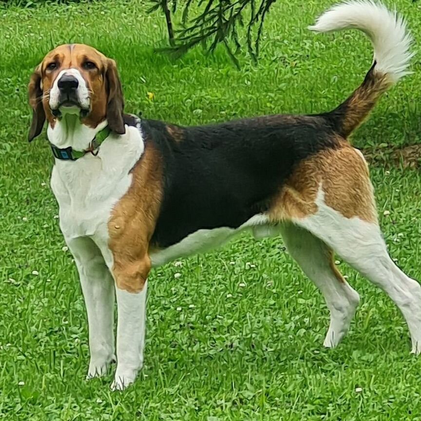 Эстонская гончая, вязка