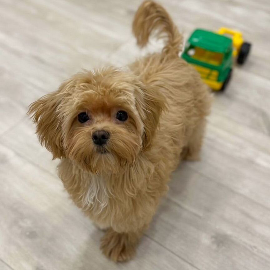 Мальтипу, щенок