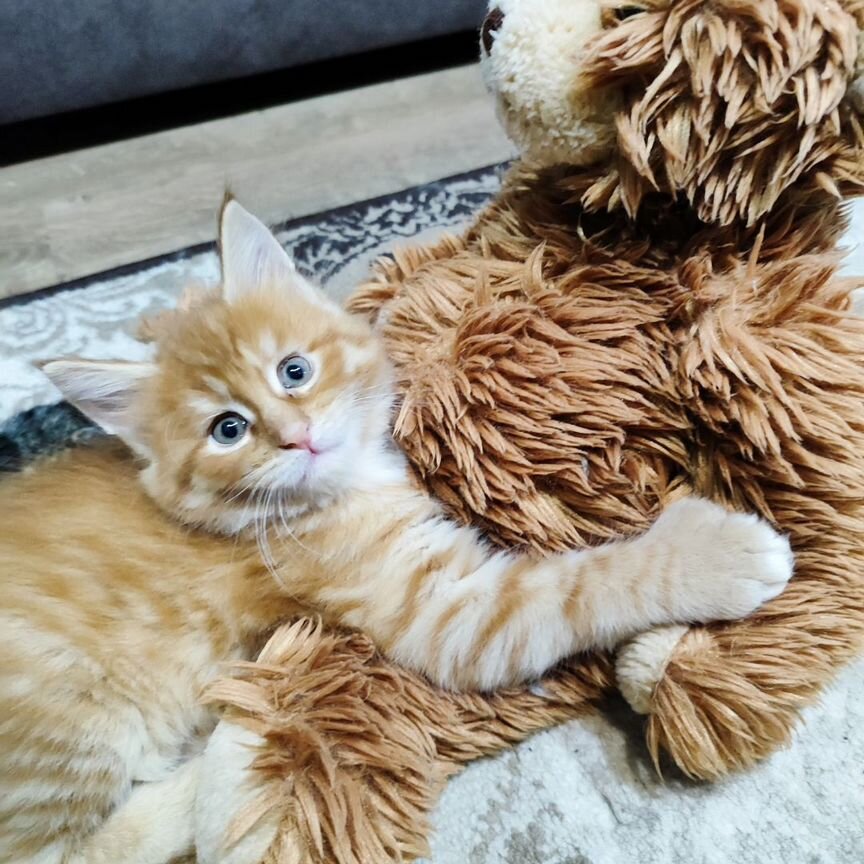 Мейн-кун котёнок