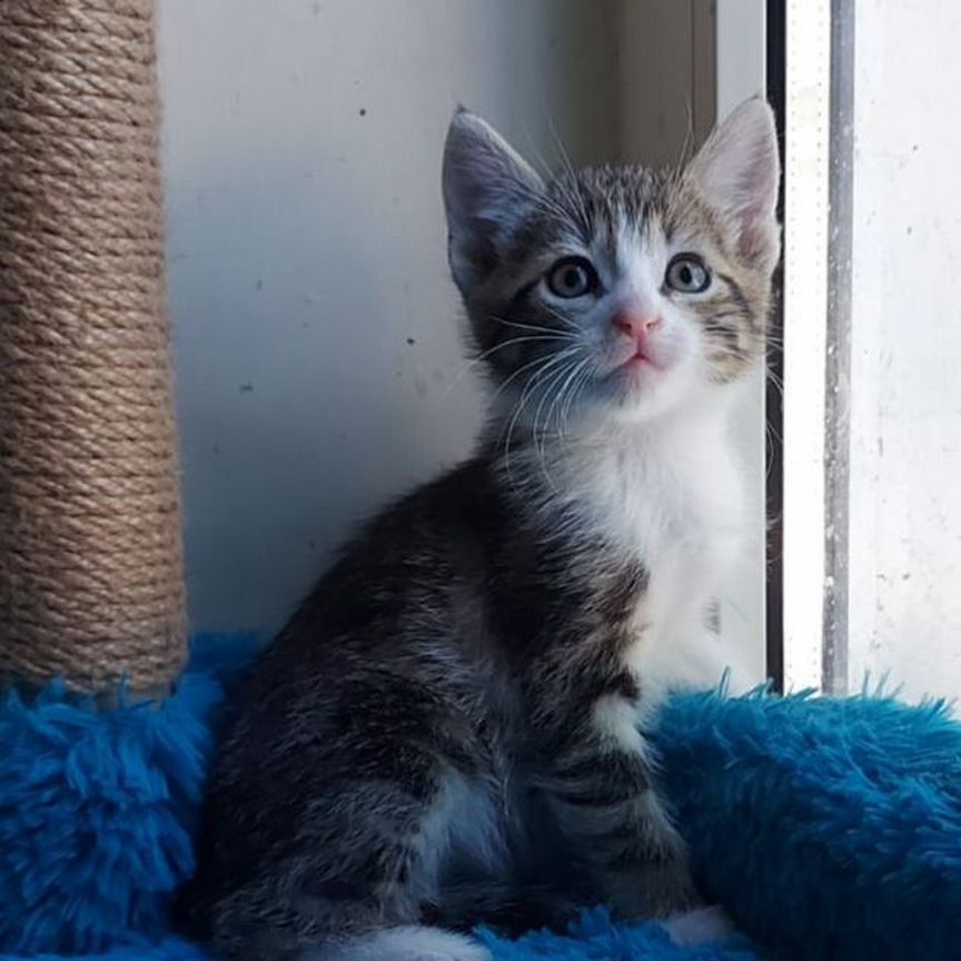 Кузенька ищет семью