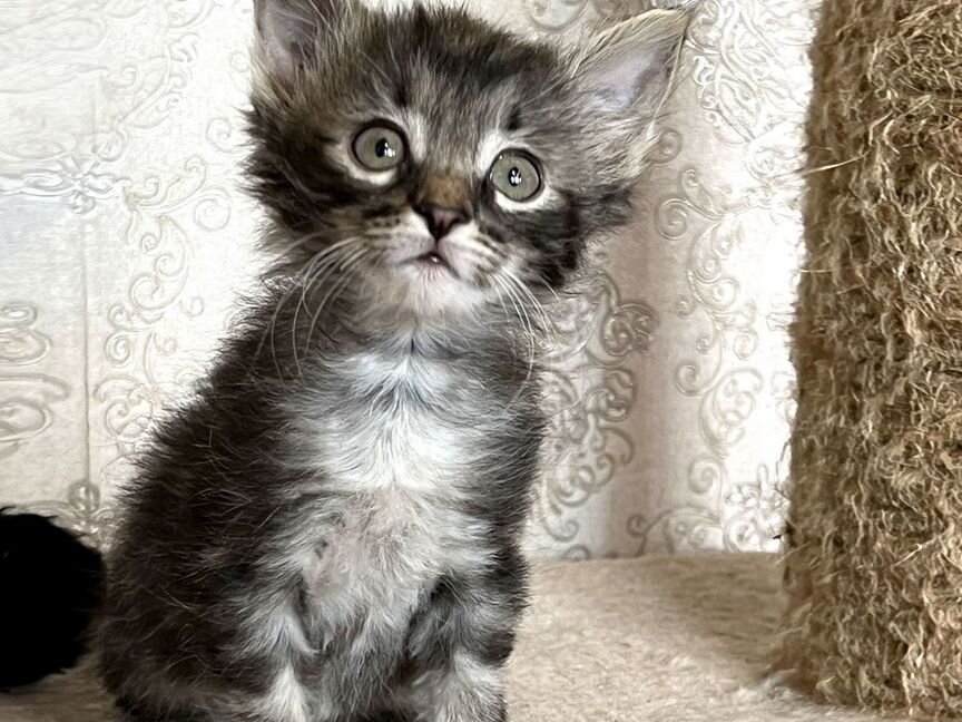 Котенок Тимоша в дар