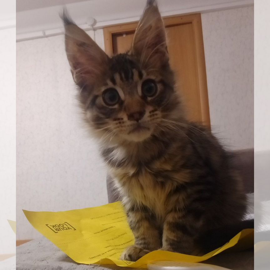 Котята мейн-кун