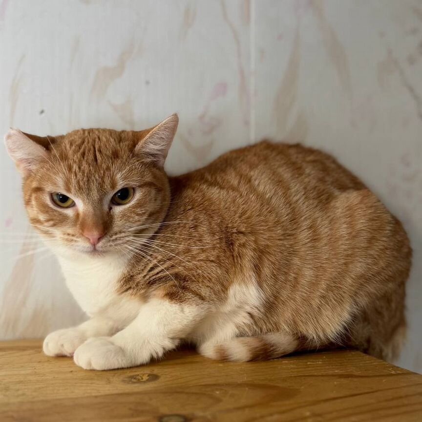 Котенок в семью