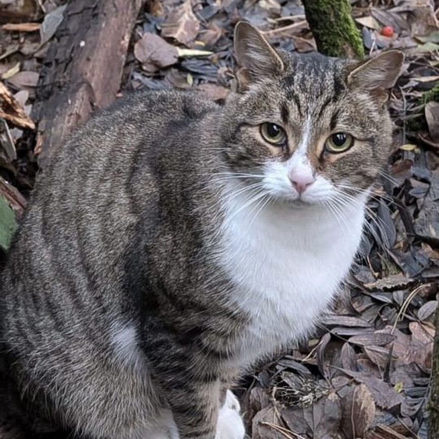 Кошечка в добрые руки