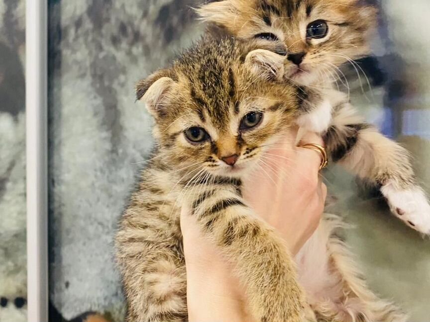Шотландские вислоухие тигрята