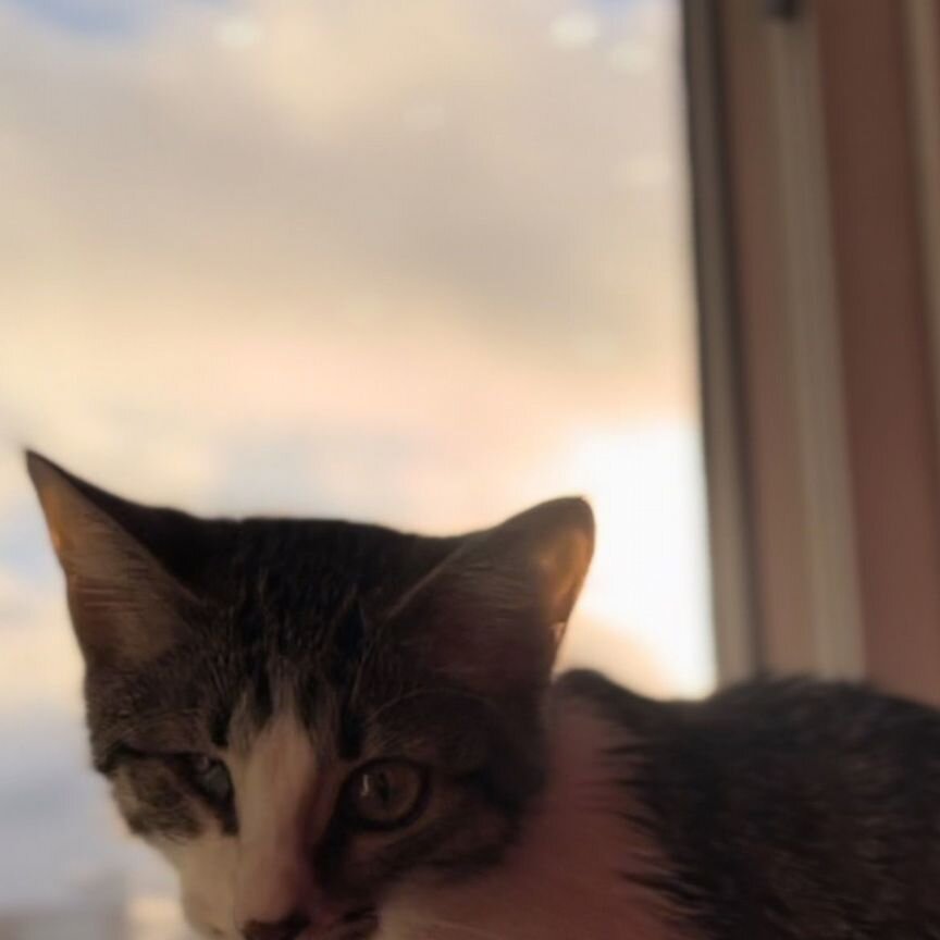 Котенок в добрые руки