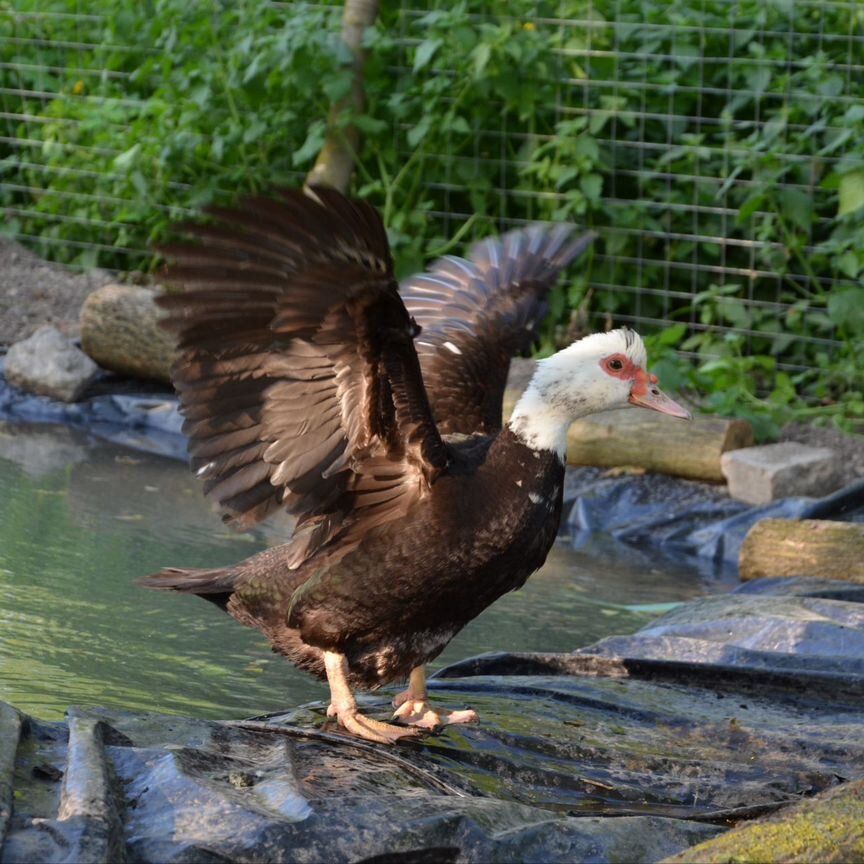 Утята индоутки