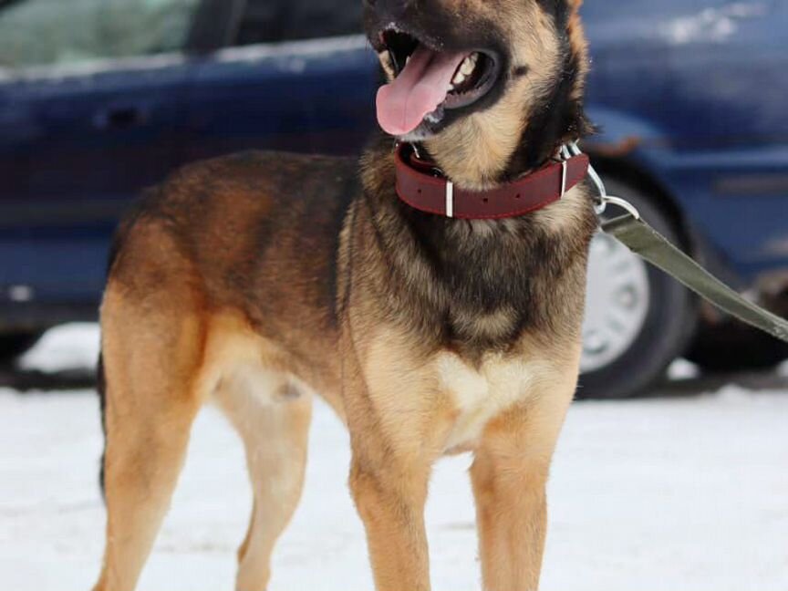 Позитивный пёс Мухтар в поисках любящей семьи