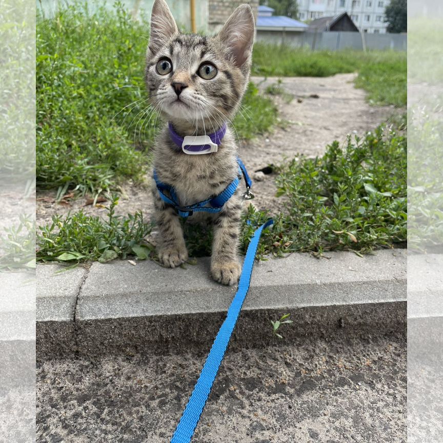 Котята в добрые руки бесплатно мальчик