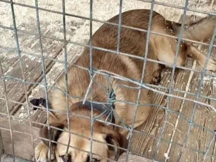 Помощь собакам из приюта