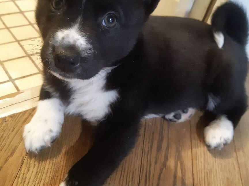 Щенок метис лайки девочка