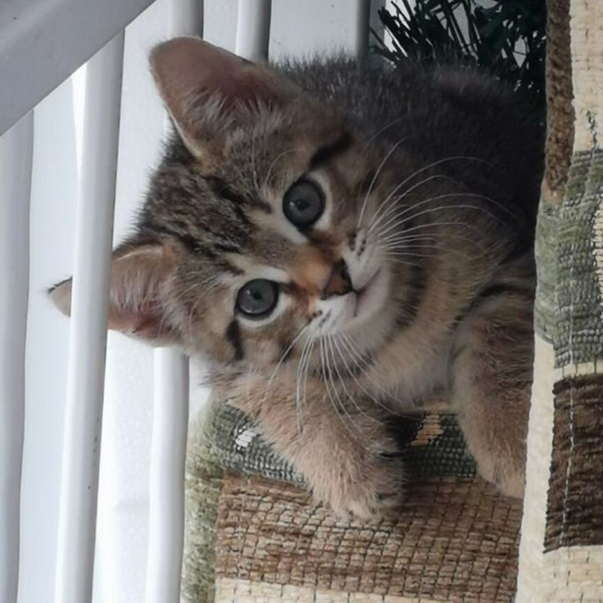 Котёнок в добрые руки