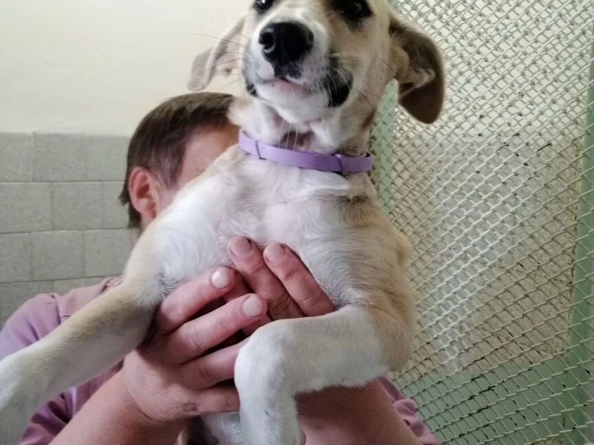 Собака в добрые руки