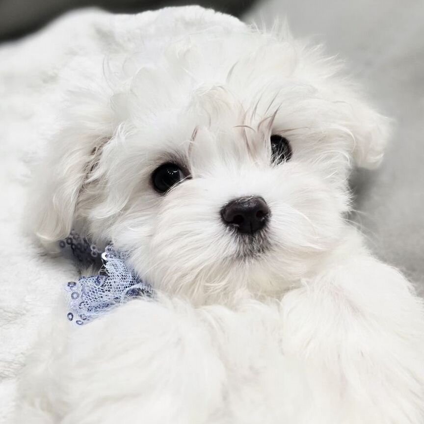 Мальтийская болонка, щенок