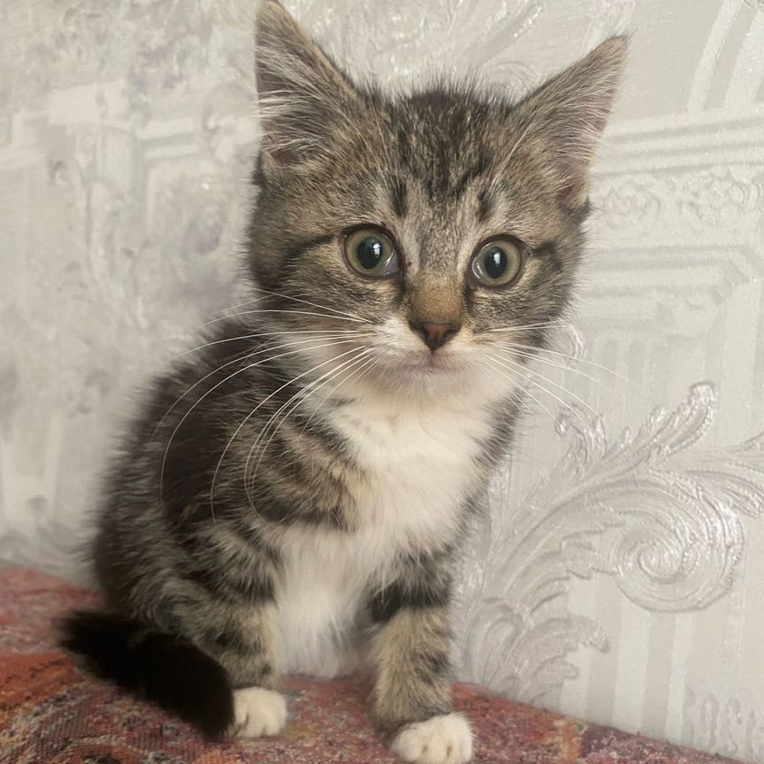 Котёнок в добрые руки