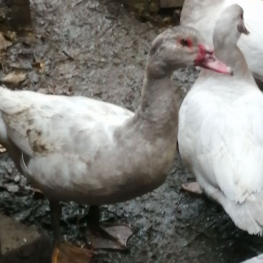 Мускусные утки