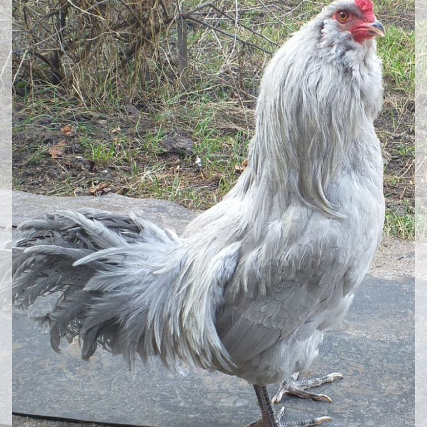 Амераукана лаванда