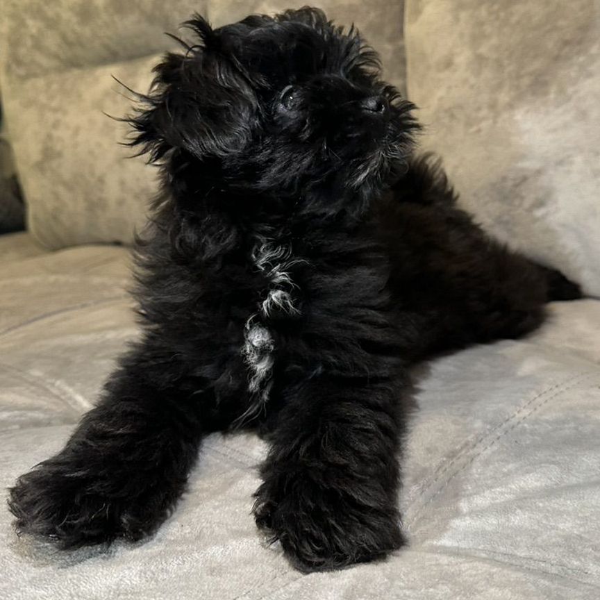 Мальтипу, щенок