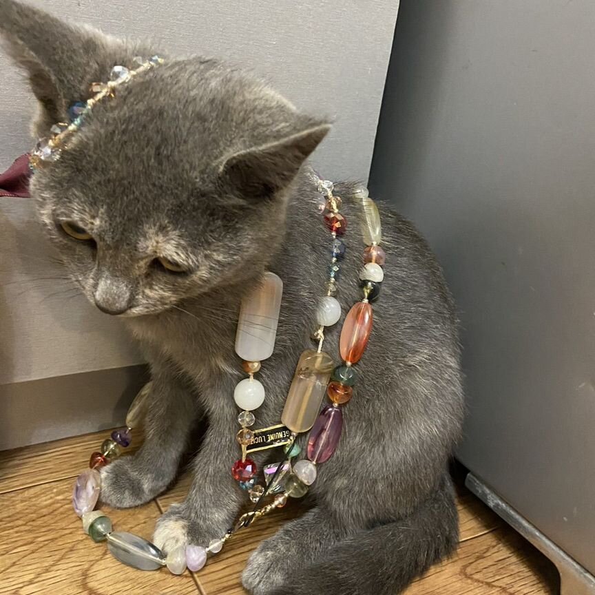 Кошка бусинка в добрые руки