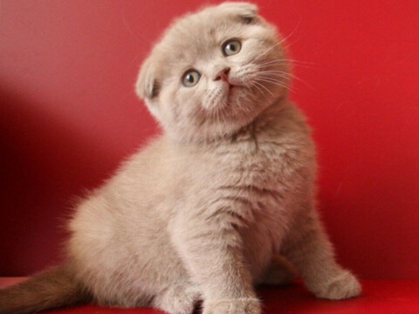 Плюшевые шотландские мишки