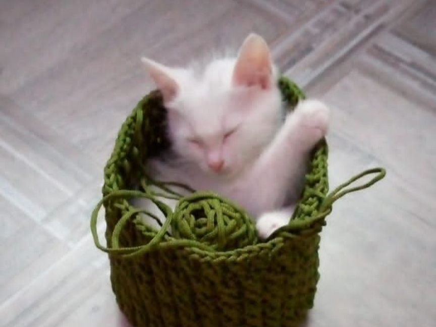Котёнок (мальчик) 2 мес. ищет маму/папу