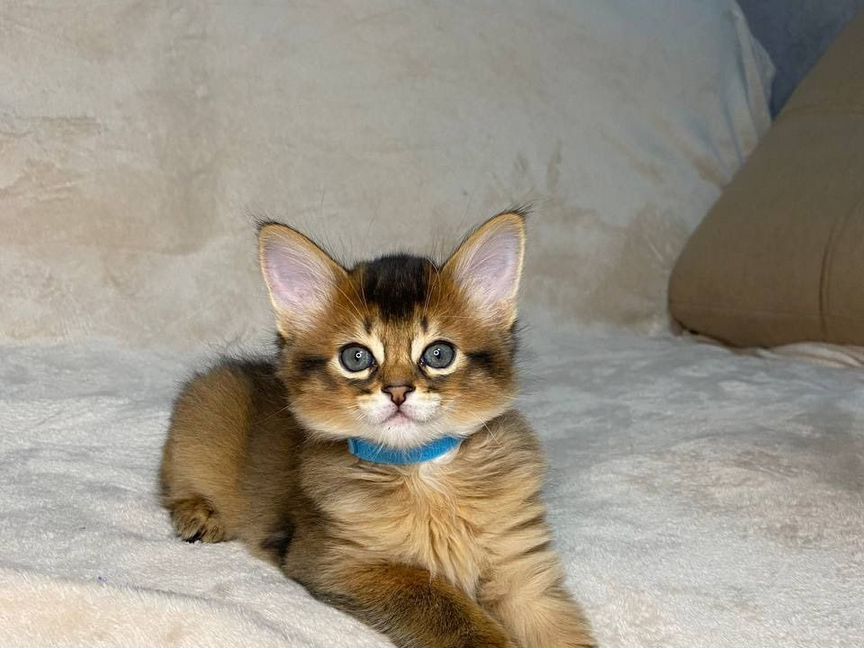 Сомалийские котята