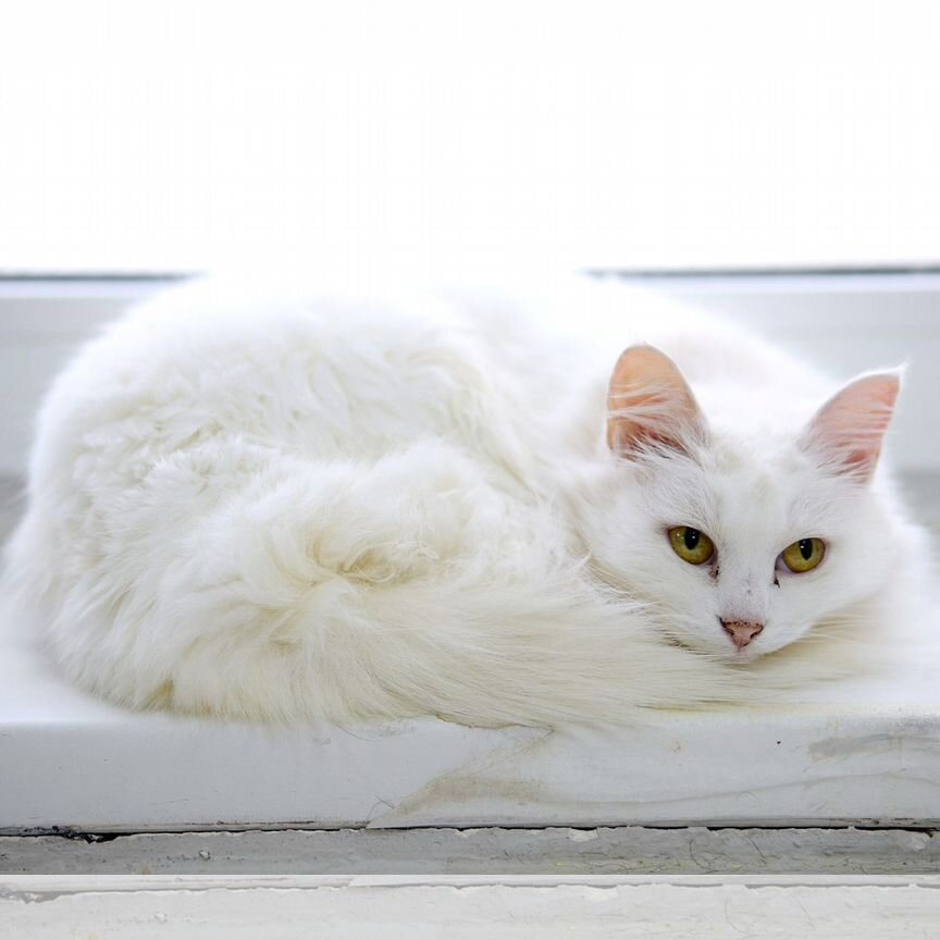 Взрослая, Девочка кошка в добрые руки