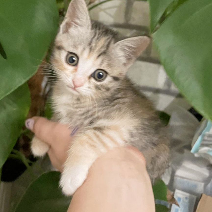 Котята