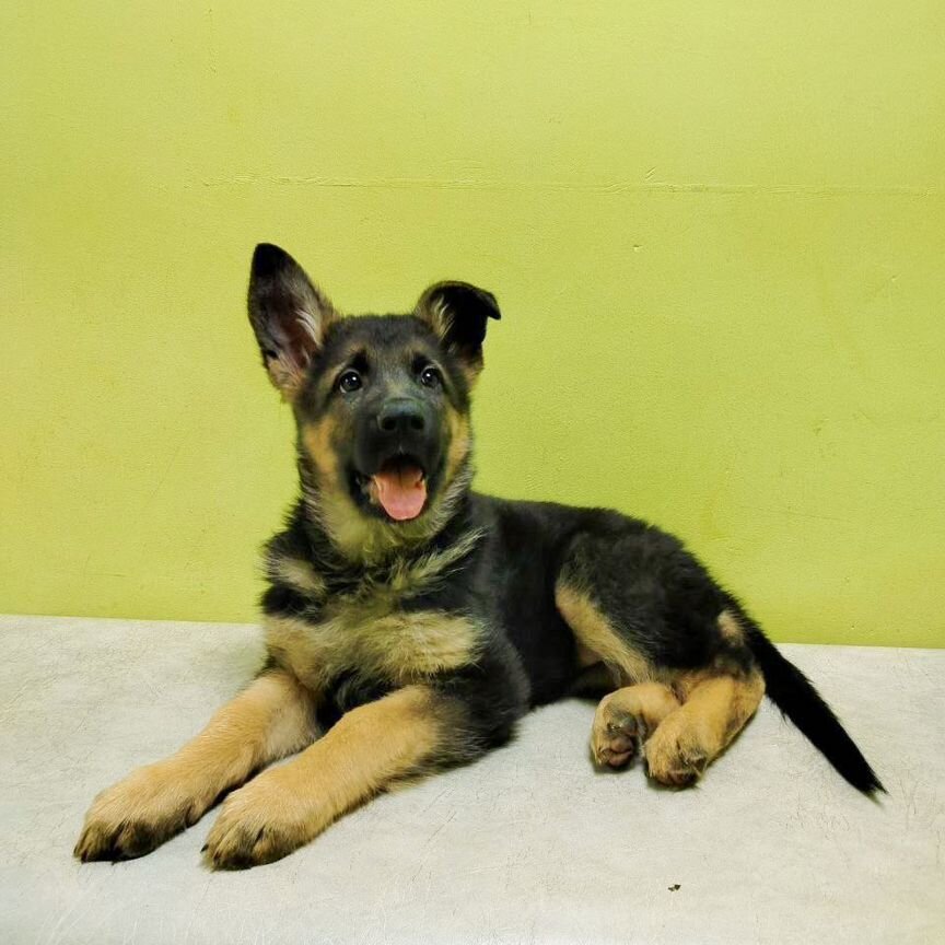 Немецкая овчарка