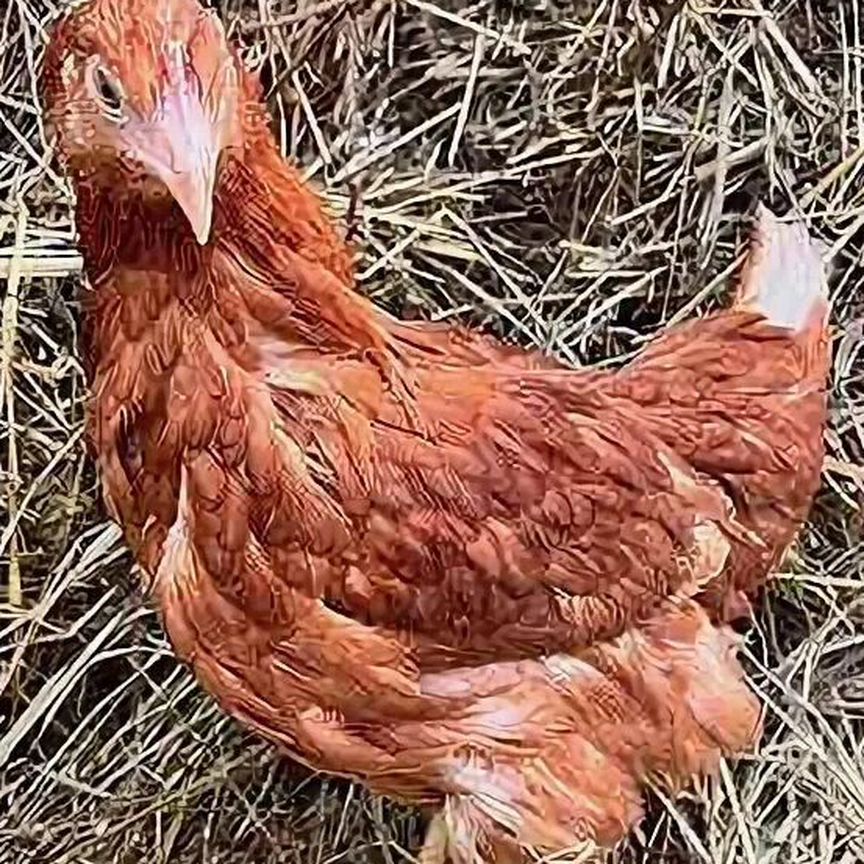 Курицы несушки