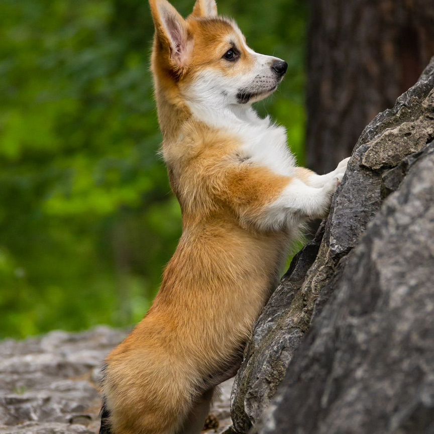 Мальчик вельш корги пемброк