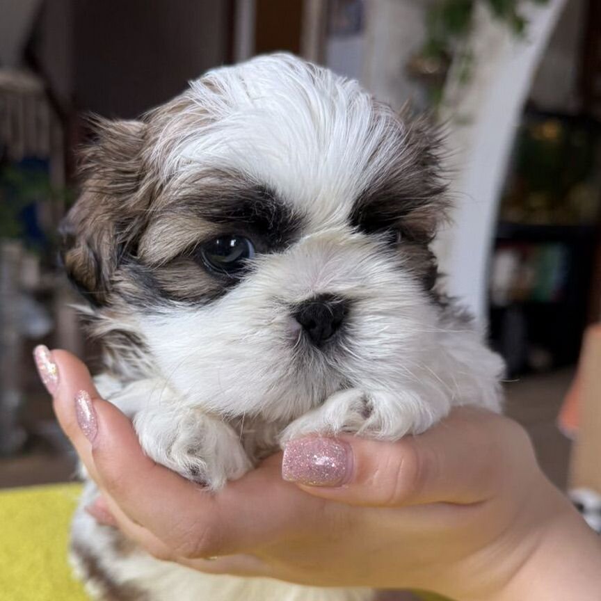 Ши-тцу, щенок