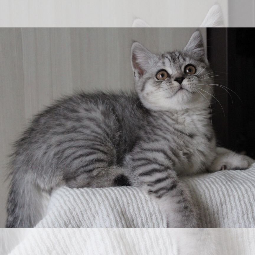 Шотландские прямоухие котята