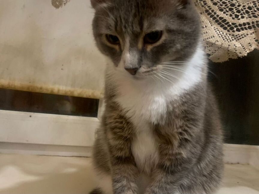 Озорные и энергичные котики - в добрую семью